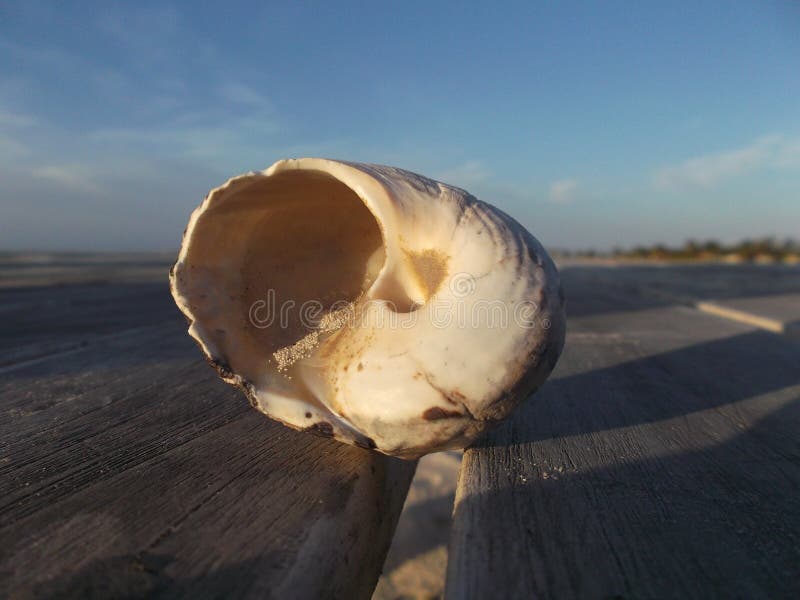 Large Shells on the Dock in Front of the Beach Stock Photo - Image of ...