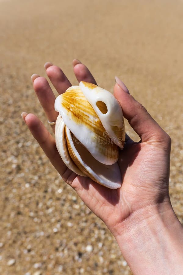 Large Shells in a Female Hand with Long Nails and a Ring on a ...