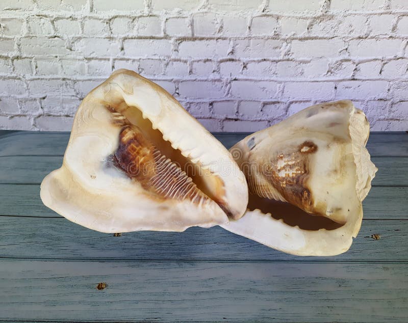 Large Shells, Isolated, Copy Space Stock Image - Image of text ...