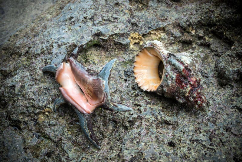 Large Shells on the Dock in Front of the Beach Stock Photo - Image of ...