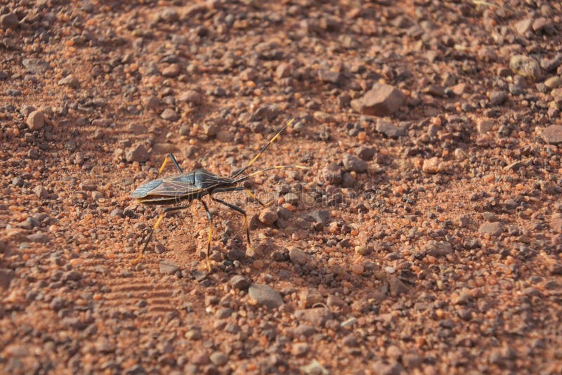 Large Shield Bug Walking on Desert Ground in Western Australia Stock ...