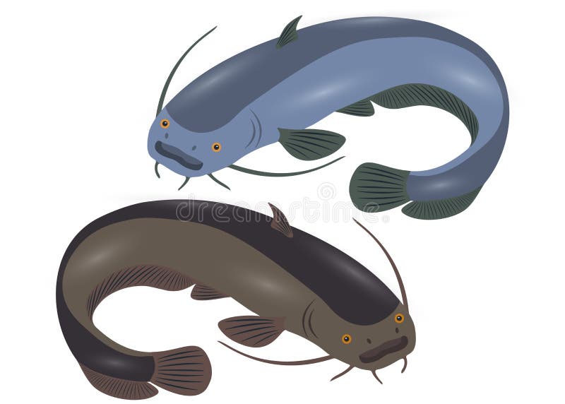 Large Shiny Catfish in the Set Stock Vector - Illustration of graphics ...