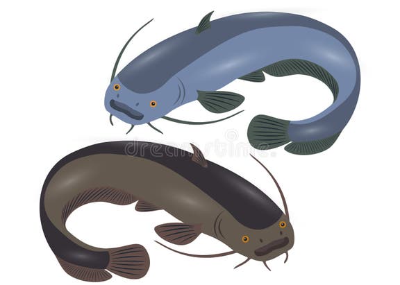 Large Shiny Catfish in the Set Stock Vector - Illustration of graphics ...