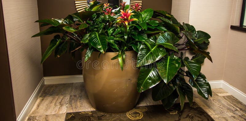 Large Shiny Plant in Huge Container Stock Photo - Image of baseboard ...