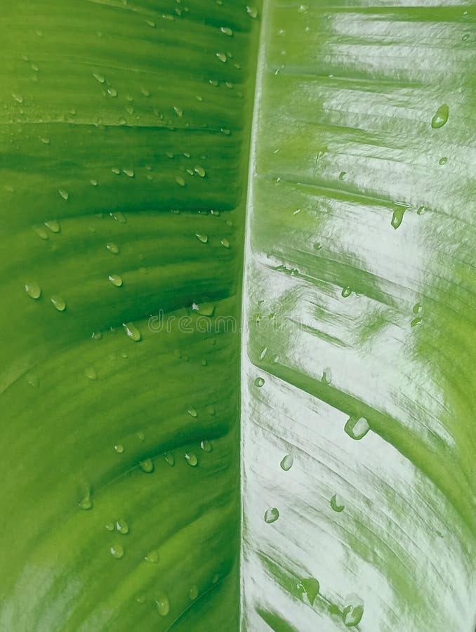 Large Shiny Tropical Plant Leaf with Water Drops Stock Photo - Image of ...