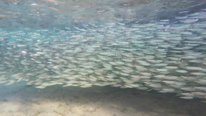Large Shoal of Small Fish in the Sea Stock Video - Video of underwater ...