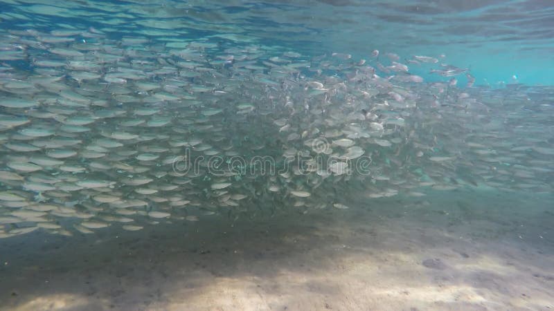 Large Shoal of Small Fish in the Sea Stock Footage - Video of fish ...
