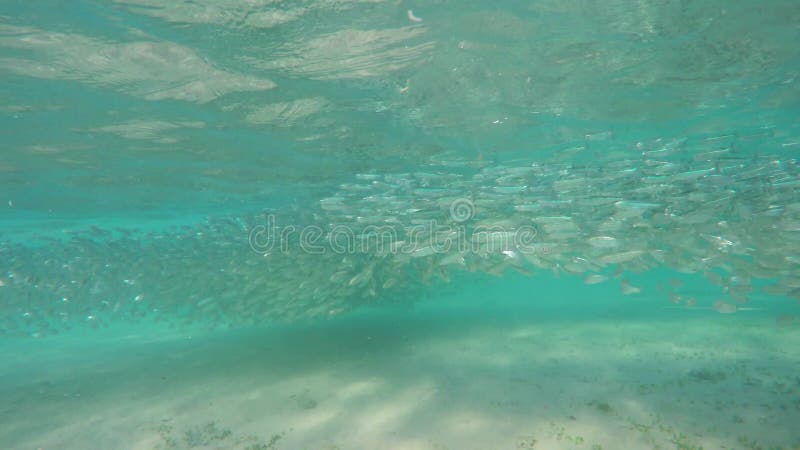 Large Shoal of Small Fish in Sea Under Water, 4k Stock Video - Video of ...