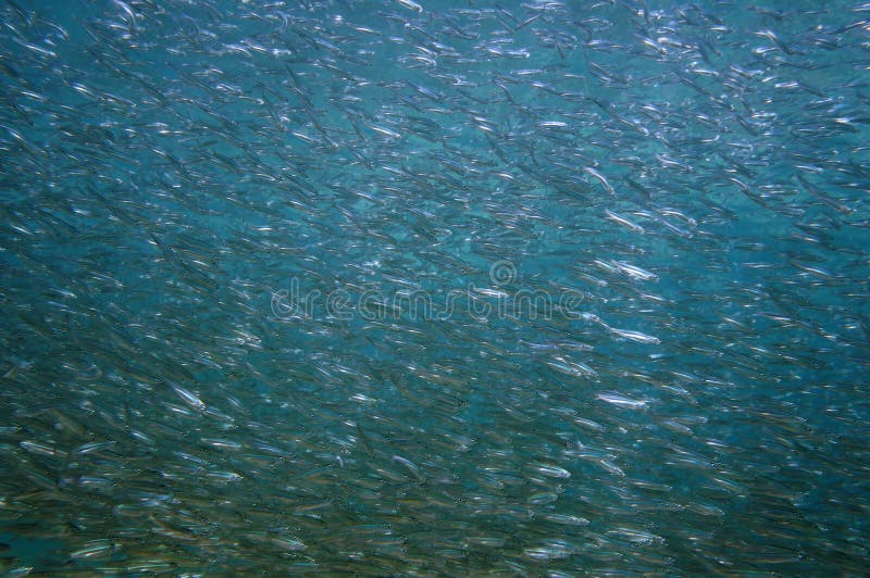 Large shoal of young fish stock image. Image of life - 31400145