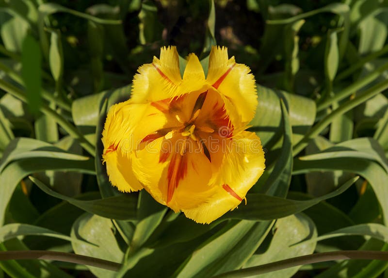 Large, Showy, Brightly Colored Blooming Tulip Stock Image - Image of ...