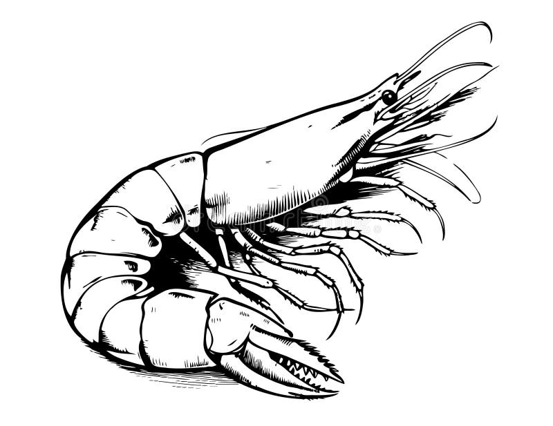 Large Shrimp Sketch, Hand Drawn Prawn in Engraved Graphic Style Stock ...