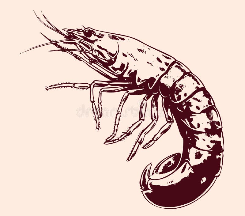 Large Shrimp Sketch, Hand Drawn Prawn in Engraved Graphic Style for ...