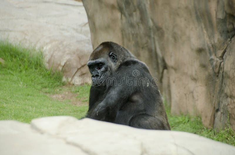 Large silver back ape stock image. Image of black, monkey - 41240487