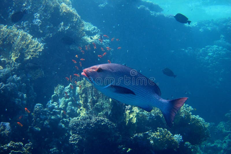 Large silver fish in egypt stock photo. Image of fish - 36197078