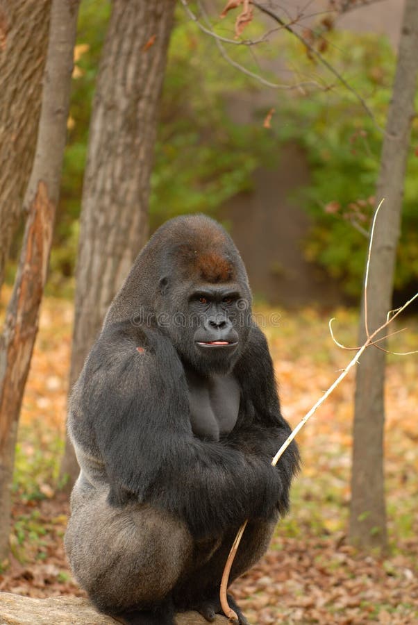 A Gorilla and His Stick stock photo. Image of great - 110418564