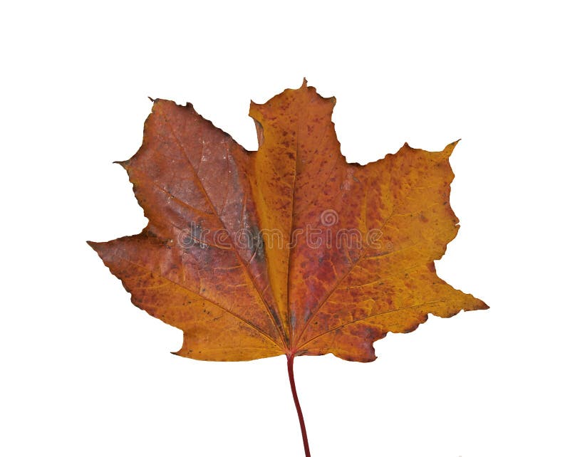 Large Single Colorful Maple Leaf Stock Image - Image of plant, fall ...
