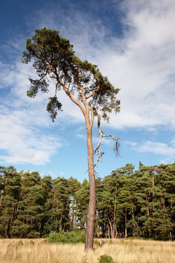 Large Single Tree in England Stock Photo - Image of lone, meadow: 232581564