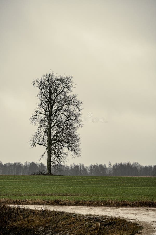Large Single Tree with No Leaves in the Middle of Field Stock Photo ...