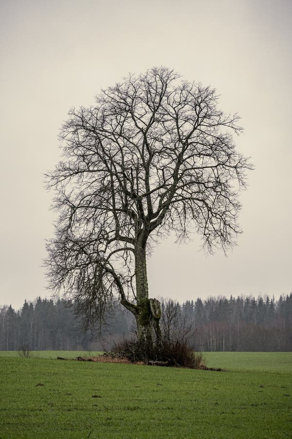Large Single Tree with No Leaves in the Middle of Field Stock Image ...