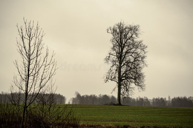 Large Single Tree with No Leaves in the Middle of Field Stock Photo ...