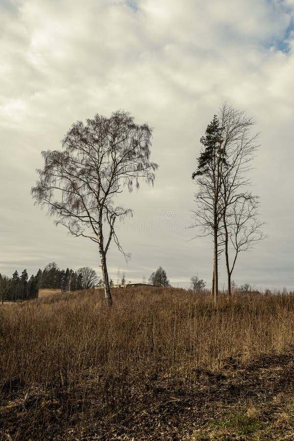 Large Single Tree with No Leaves in the Middle of Field Stock Image ...