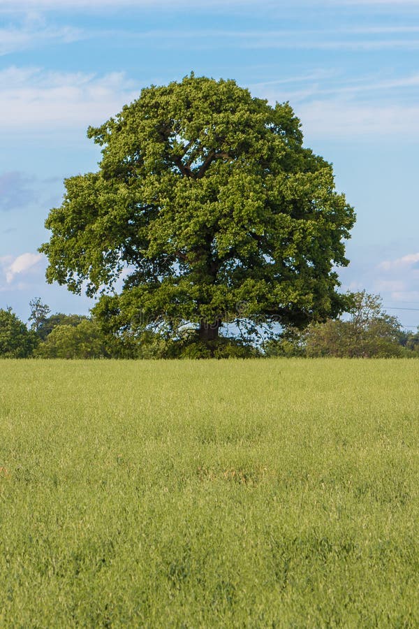 Large Single Tree. Spring Landscape. Stock Image - Image of foreground ...