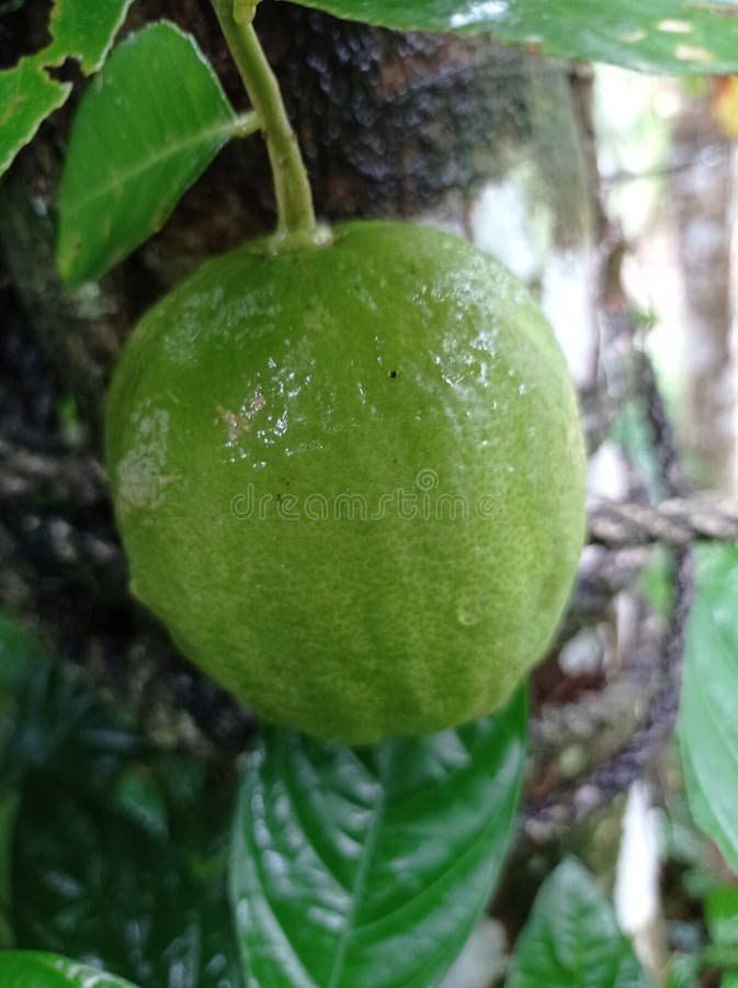 Large size lemon stock image. Image of branch, plant - 226593795