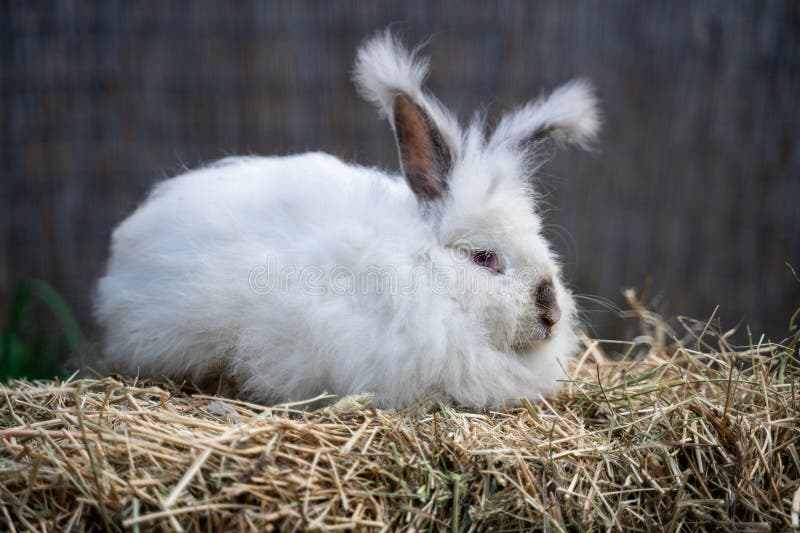 Large Sized Angora White with Gray Rabbit Sitting on Dry Grass on a ...