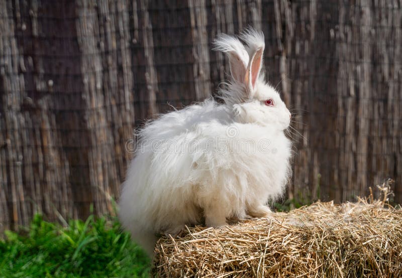 Large Sized Angora White Rabbit Sitting on Dry Grass on a Sunny Day ...