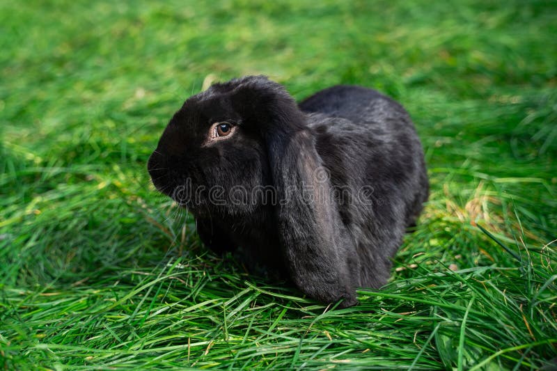 Large Sized Black Rabbit Lop-eared Ram Sitting on Green Grass on a ...