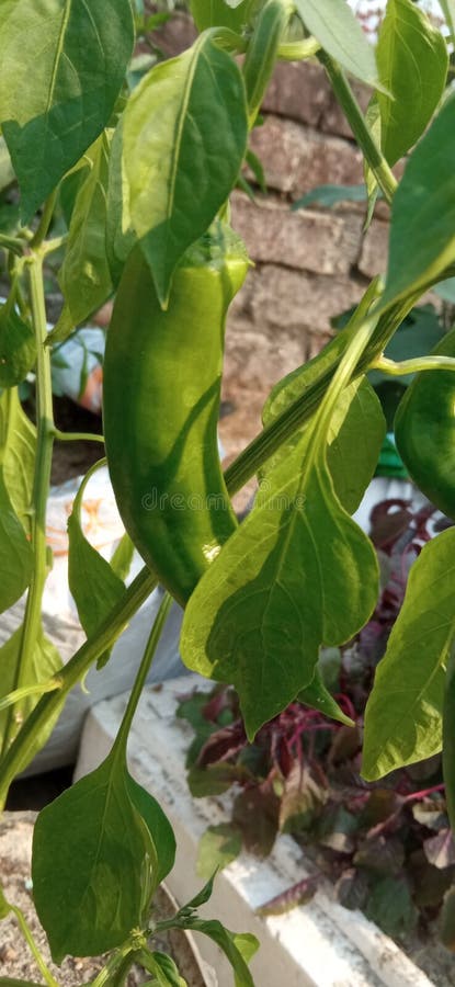 Large Sized Chilli Smells Perfect Stock Image - Image of smells, sized ...