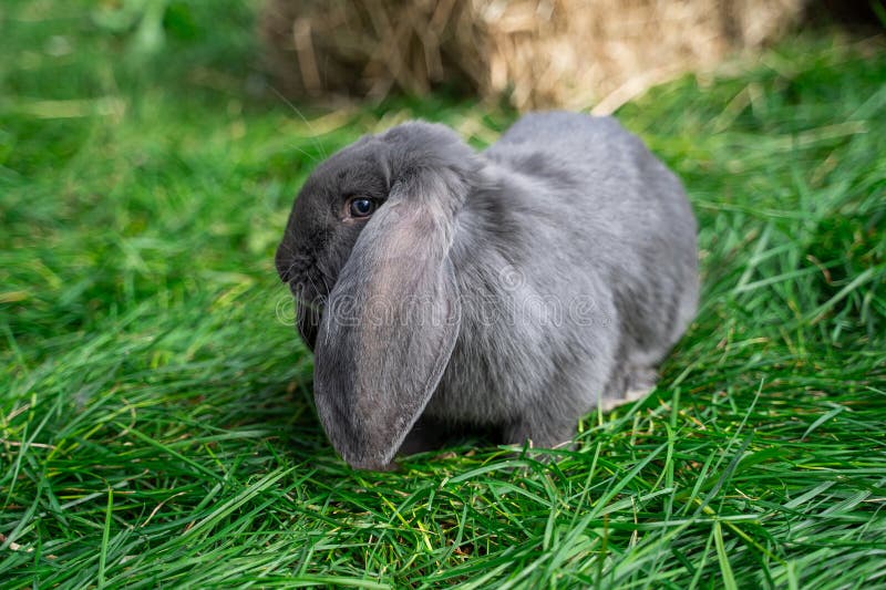 Large Sized Grey Rabbit Lop-eared Ram Sitting on Green Grass on a Sunny ...