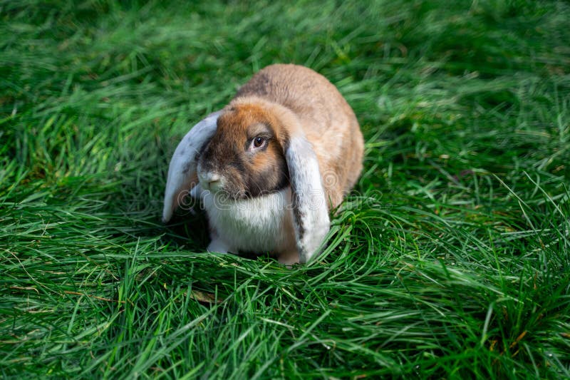 Large Sized Red White Grey Rabbit Lop-eared Ram Sitting on Green Grass ...