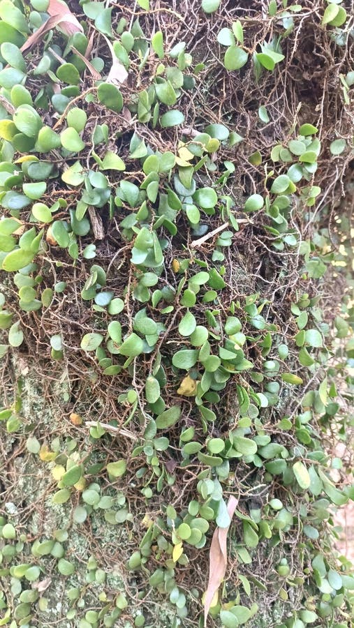The Large-sized Trunk Section of a Tree Covered with Mistletoe Stock ...