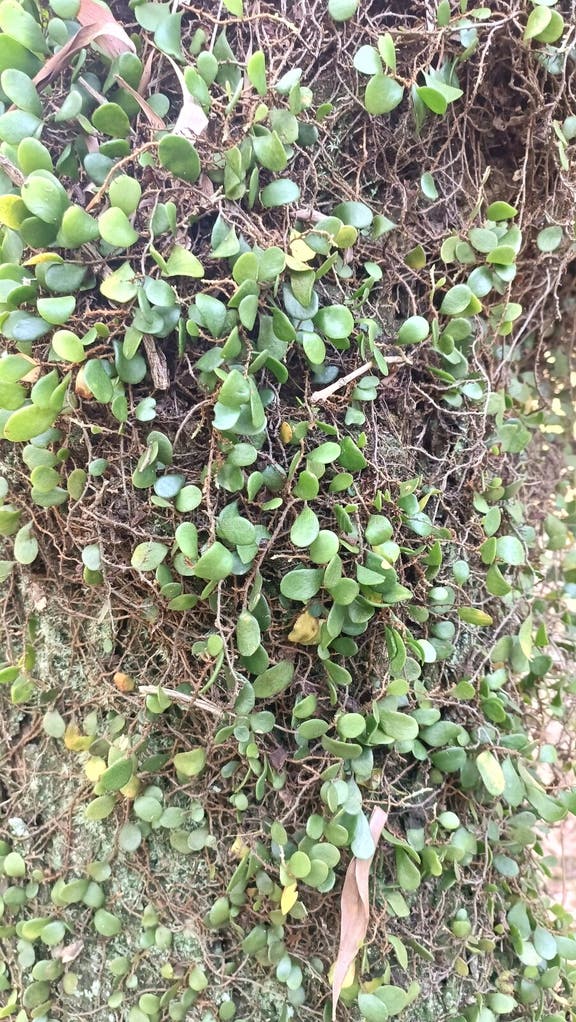 The Large-sized Trunk Section of a Tree Covered with Mistletoe Stock ...