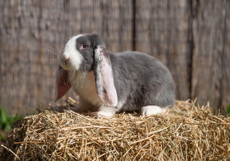 Large Sized White Grey Rabbit Lop-eared Ram Sitting on Dry Grass on a ...