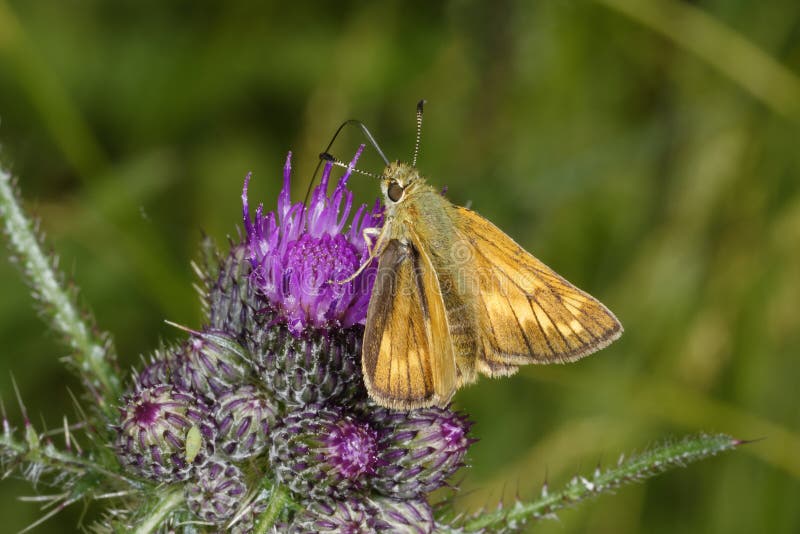 Large skipper, insects stock photo. Image of plant, large - 124116752