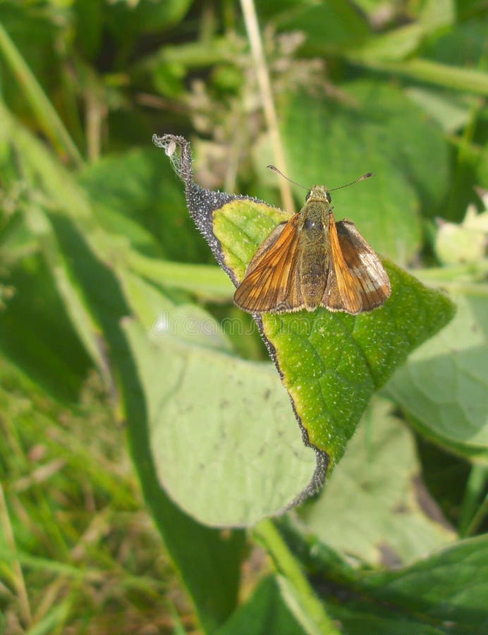 Large Skipper Butterfly, Perching on Leaf Stock Image - Image of insect ...