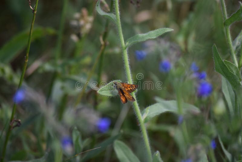 Large skipper, insects stock photo. Image of plant, large - 124116752