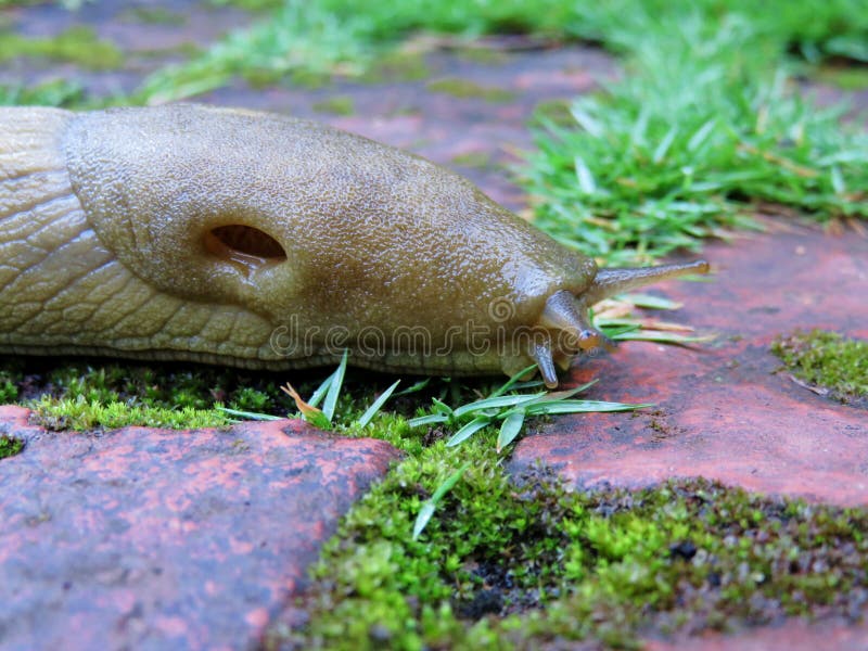 Large Slug: Gastropod Mollusk Stock Image - Image of breathing, insect ...