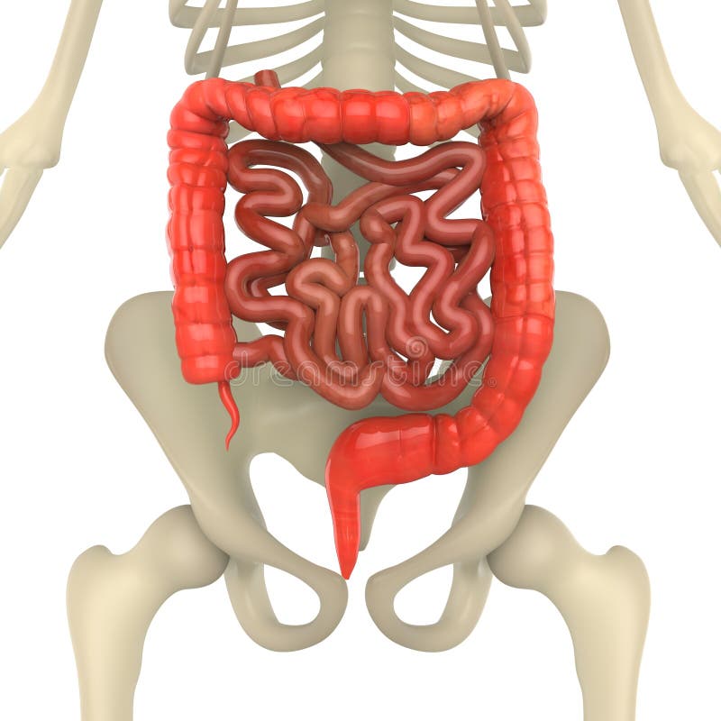 Human rectum, 3D model stock illustration. Illustration of parts - 19497918