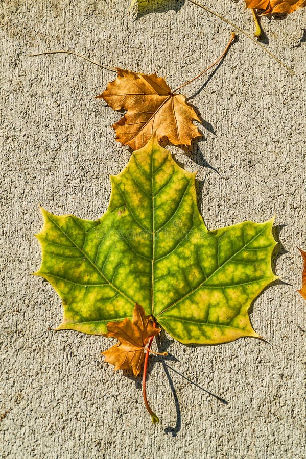 Large and Small Maple Leaves Stock Photo - Image of small, sidewalk ...