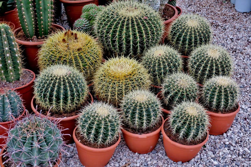 Large and Small Needle Cacti Close-up Stock Image - Image of flower ...