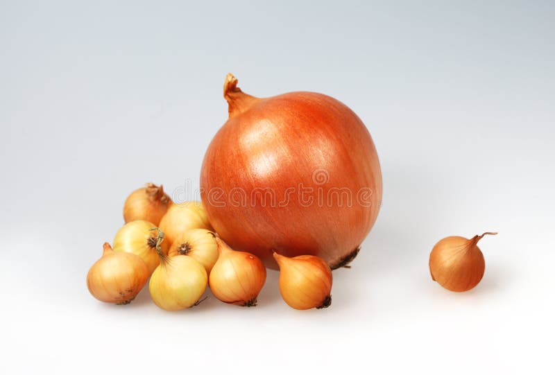 Large and small onion stock photo. Image of food, nature - 11675458