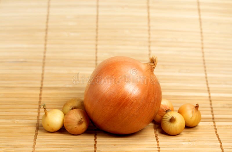 Large and small onion stock photo. Image of product, variety - 11680142