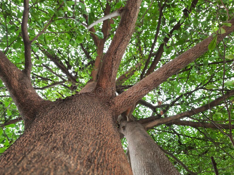 Large and Small Tree Trunks with Shady Leaves Stock Image - Image of ...