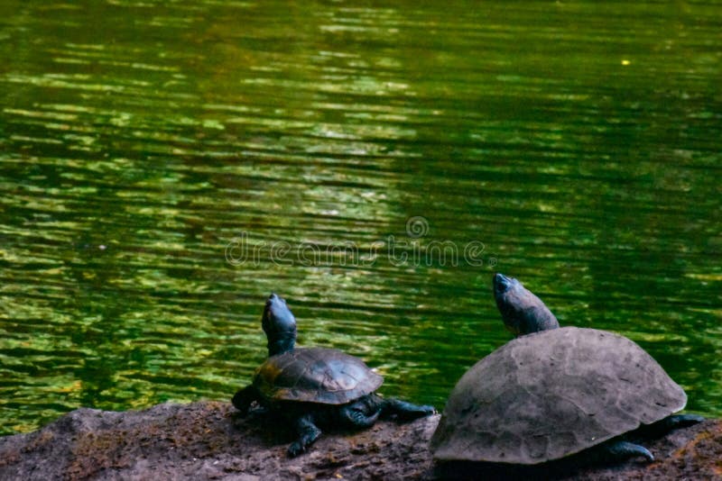 Two Turtles Together on a Stump in the Water Stock Photo - Image of ...