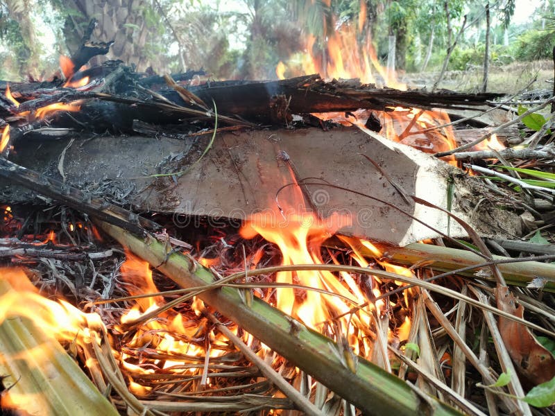 Large Smoky Bonfire on the Palm Garden Stock Photo - Image of cuisine ...