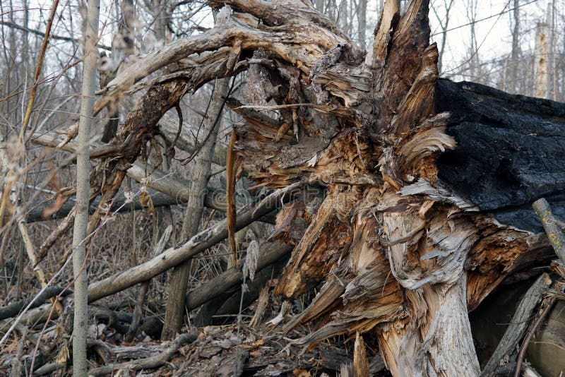 A Large Snag in the Depths of the Forest Stock Image - Image of leaves ...
