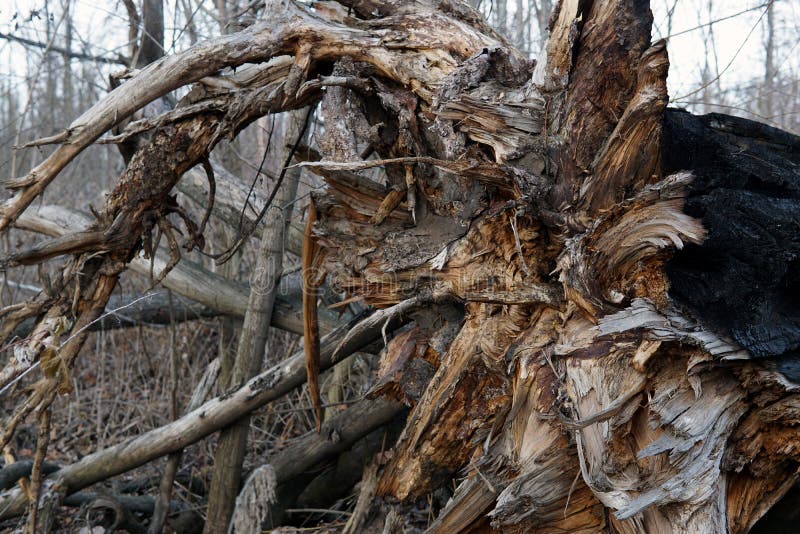 A Large Snag in the Depths of the Forest Stock Photo - Image of growth ...